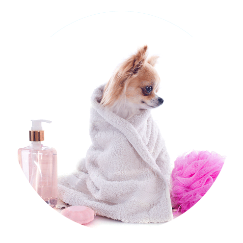 Pets Zone - Best Pet Food, Accessories, and Grooming Products