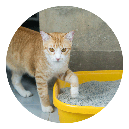 Pets Zone - Best Pet Food, Accessories, and Grooming Products